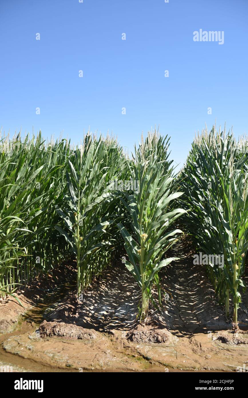 Mature Cornfield High Resolution Stock Photography and Images - Alamy
