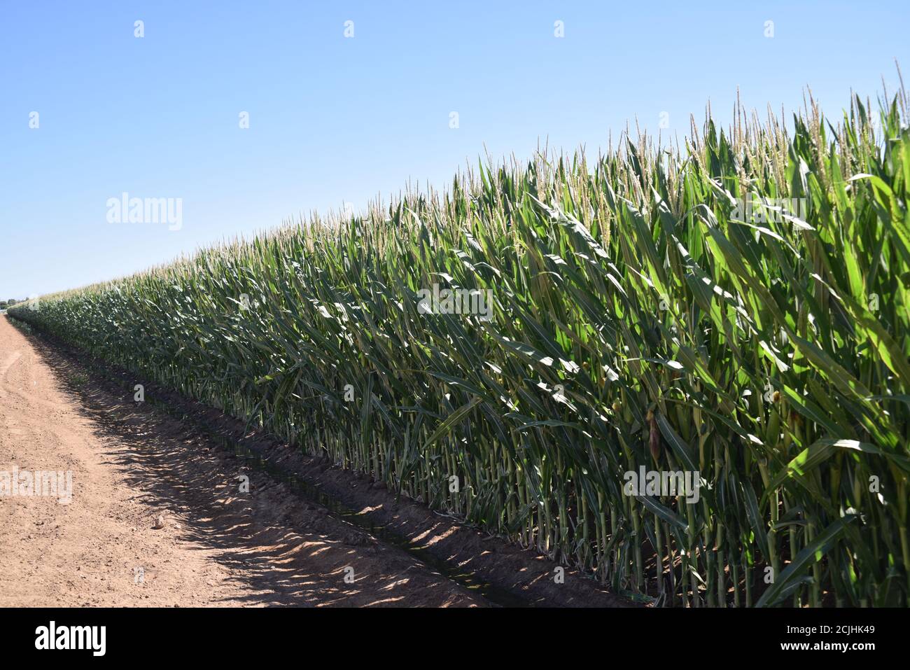 Arizona cornfield hi-res stock photography and images - Alamy