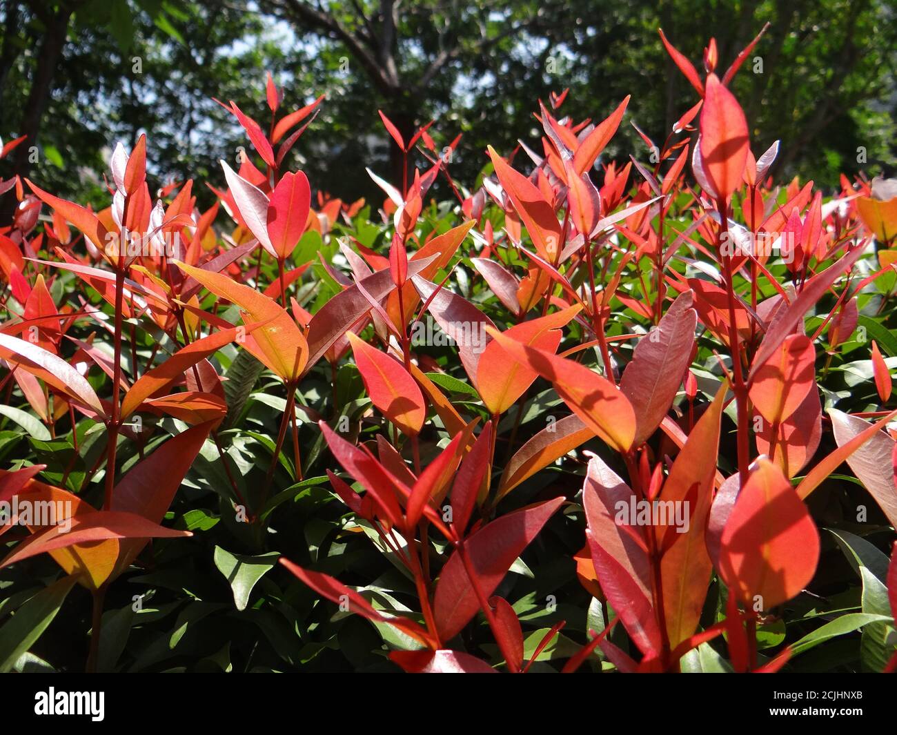 Vibrant red photinia leaves hi-res stock photography and images - Alamy
