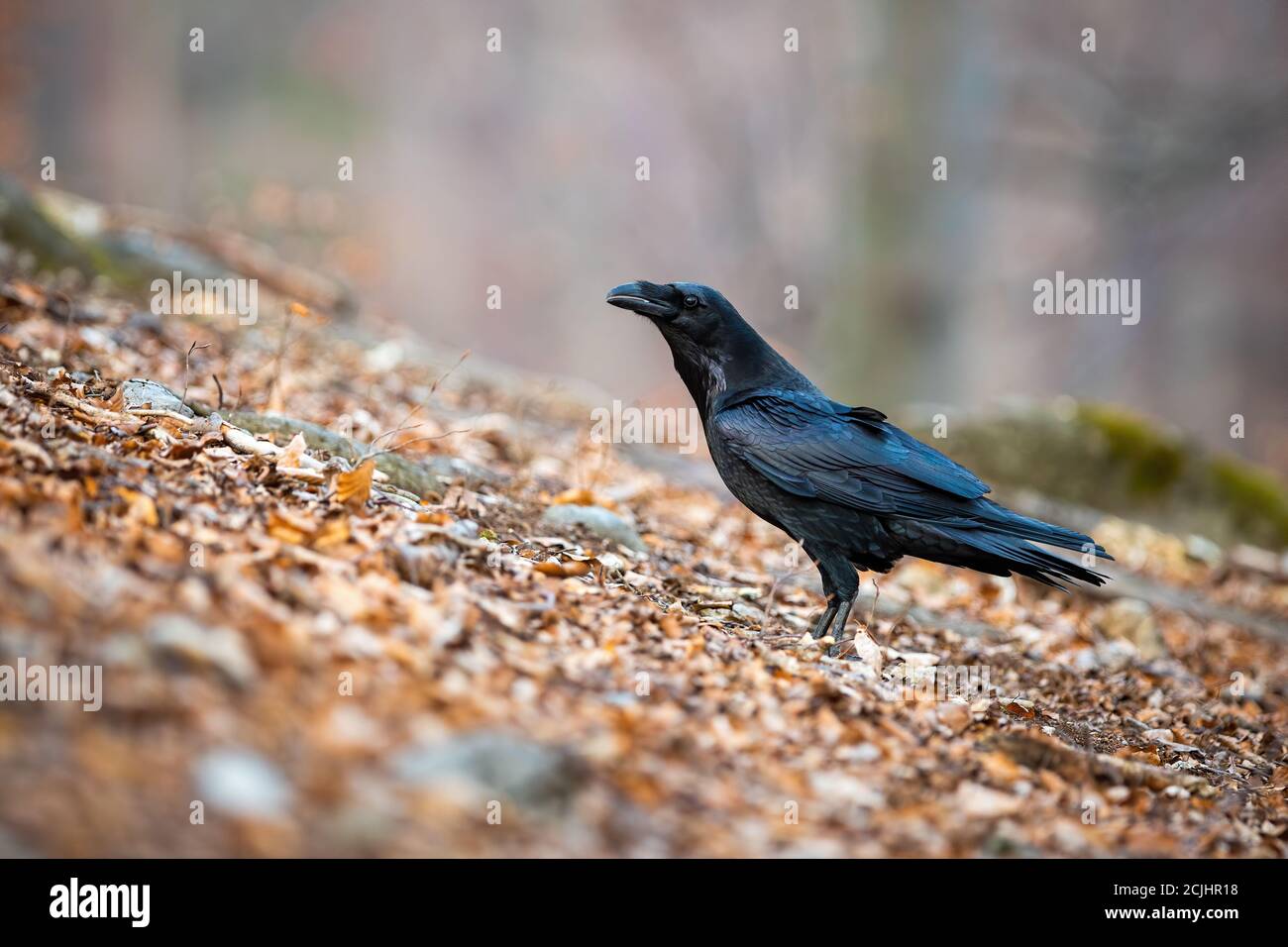 Common raven crow sitting on hi-res stock photography and images - Alamy