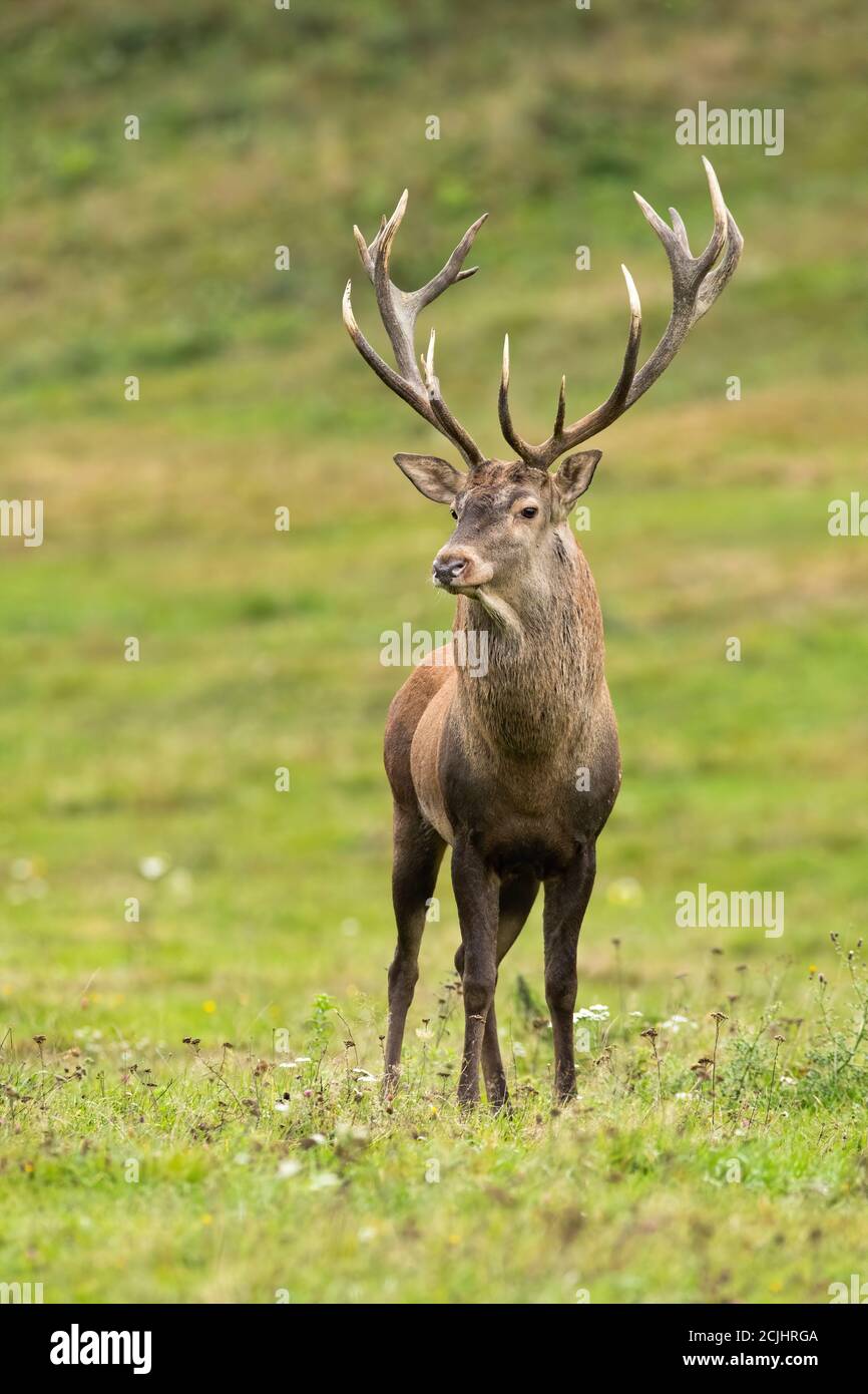 Magnificent red deer hi-res stock photography and images - Alamy
