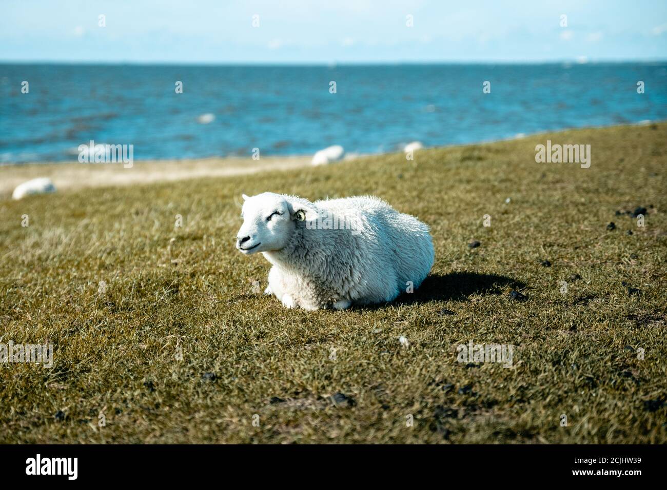 Sheep lying down sheep hi-res stock photography and images - Alamy