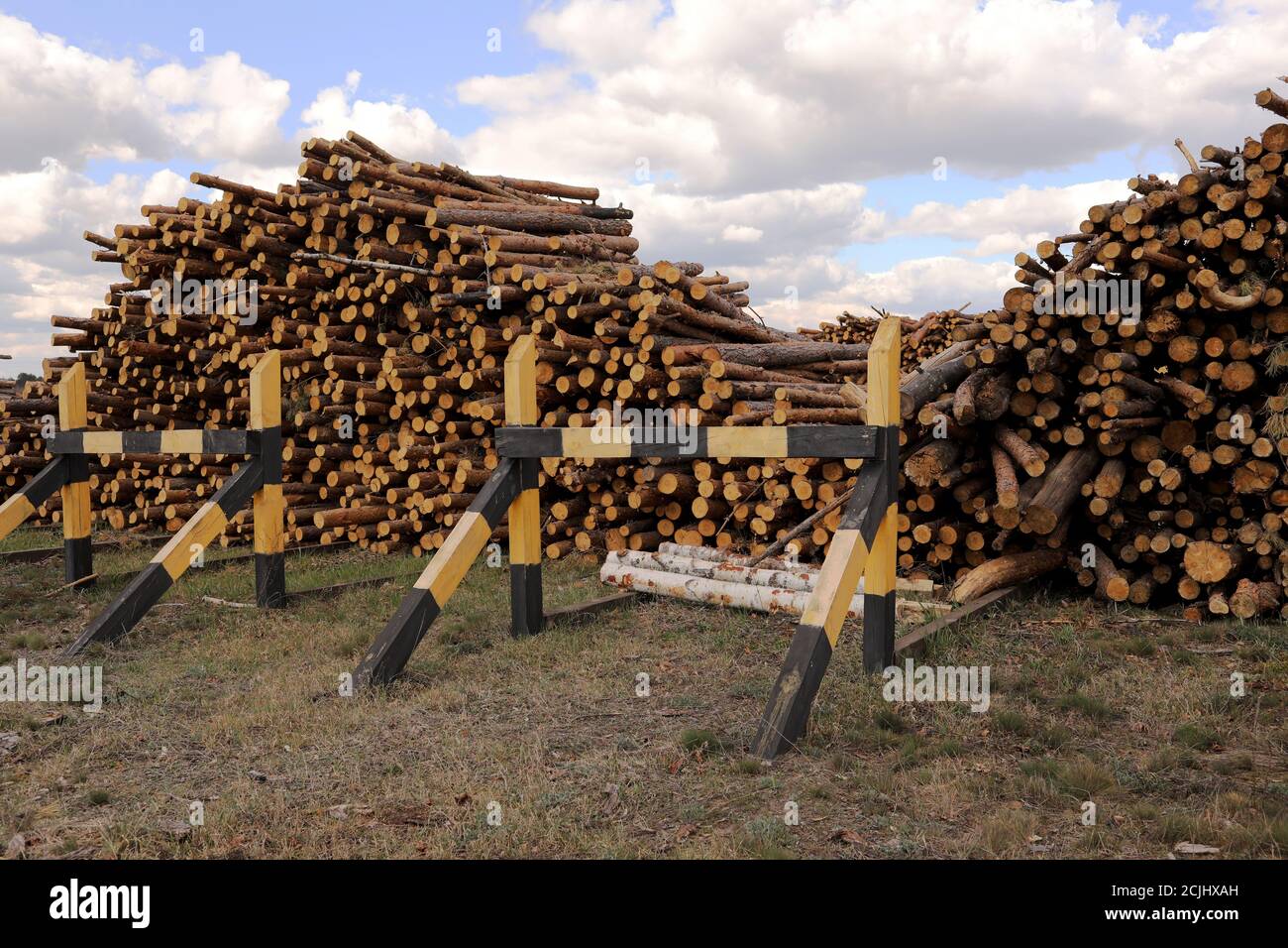 bunch of felled trees near a logging site. Piles of wooden logs under ...