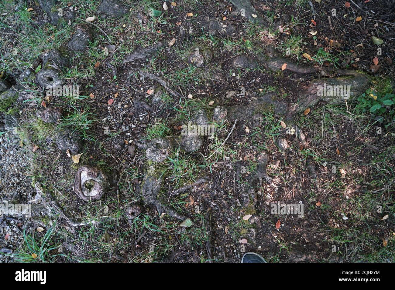 Top view closeup shot hi-res stock photography and images - Alamy
