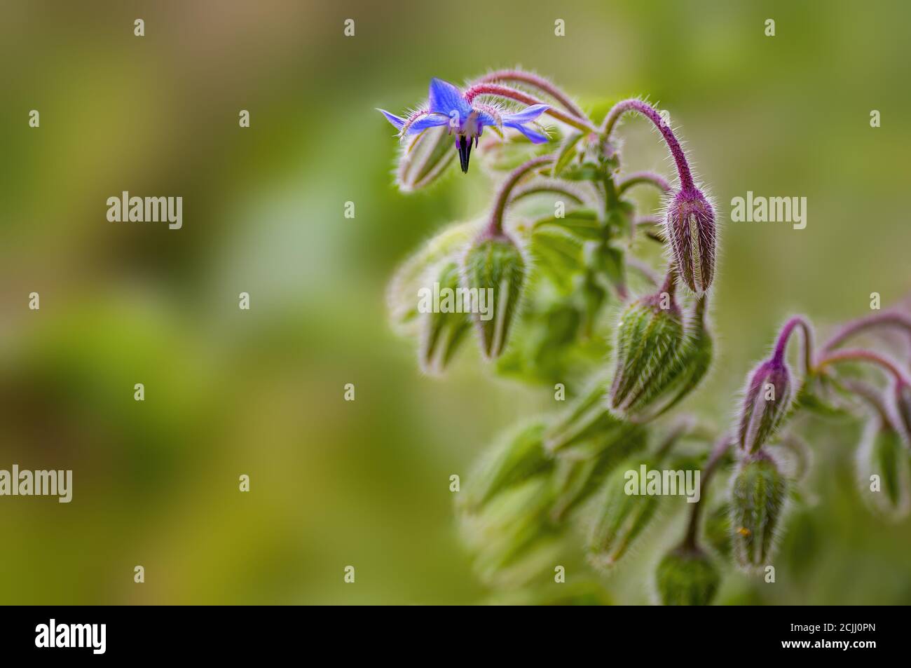 beautiful bloom of a seasonal plant in nature Stock Photo - Alamy