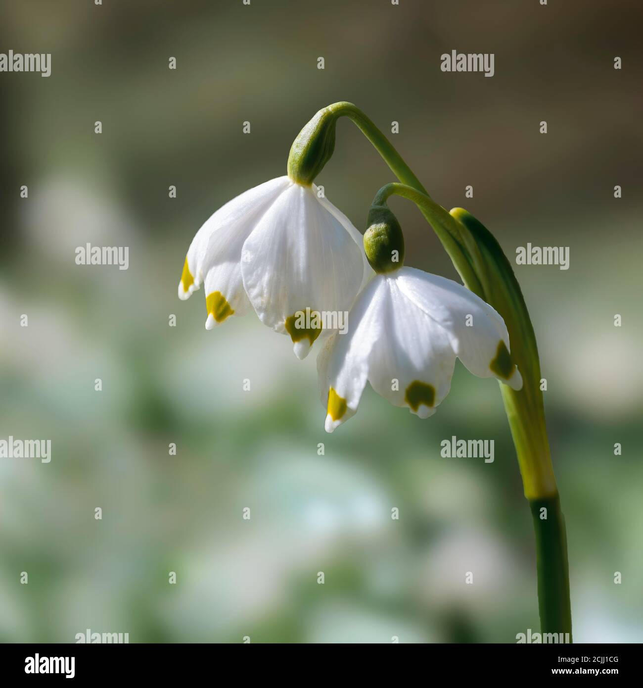 beautiful bloom of a seasonal plant in nature Stock Photo - Alamy