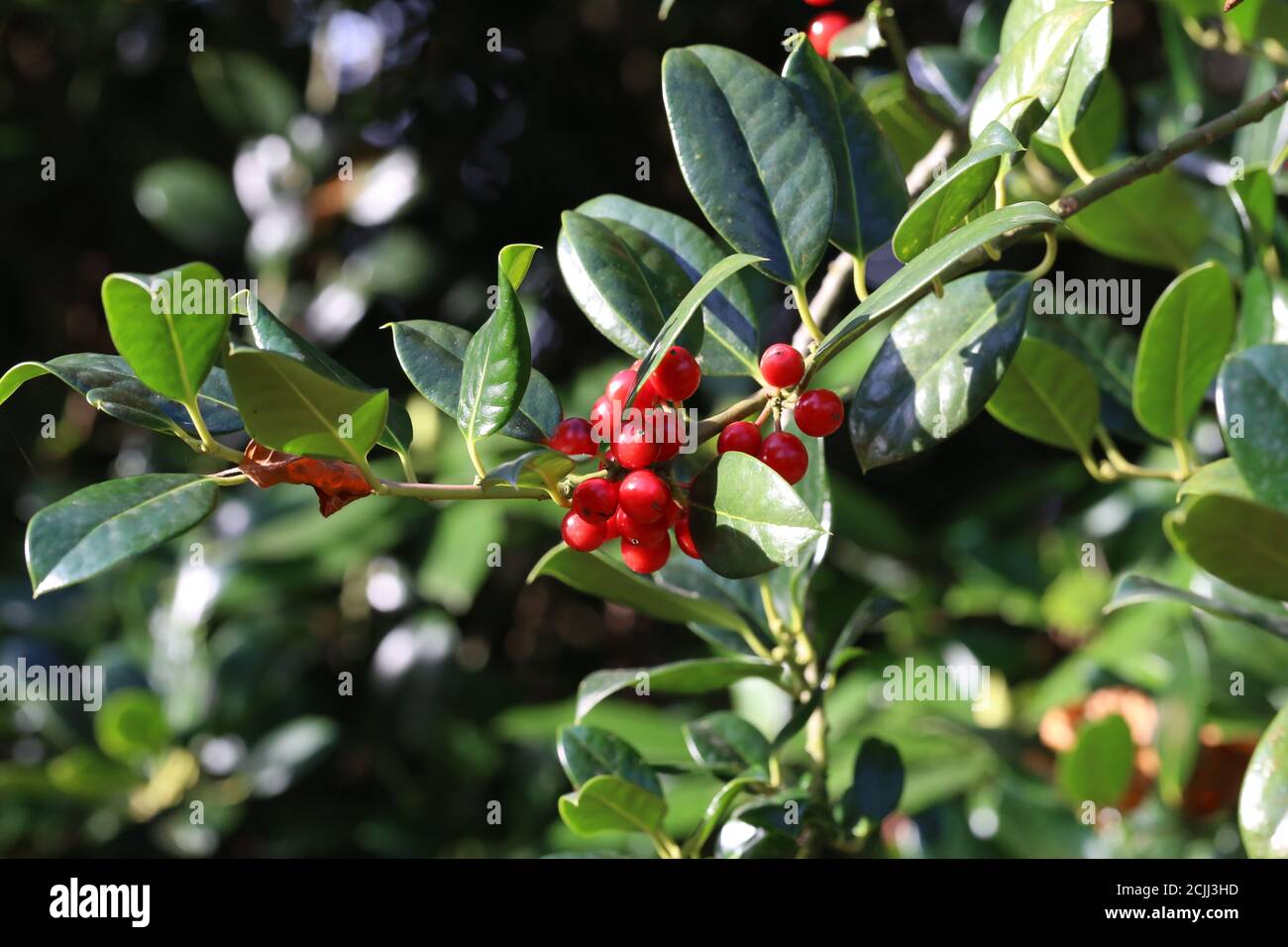 Buffaloberry hi-res stock photography and images - Alamy