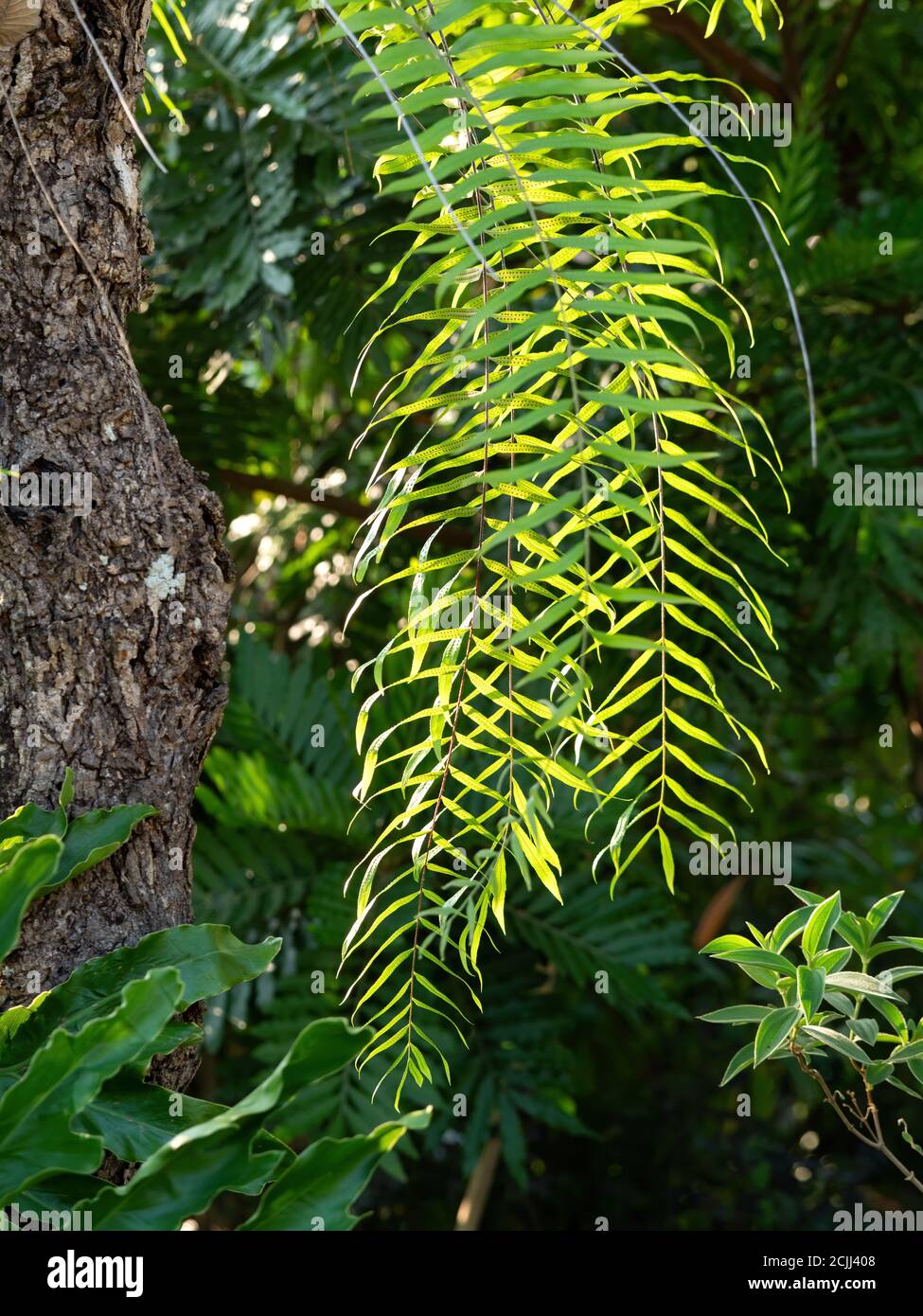 Closeup Nephrolepis SP Fern Hanging on the Tree Stock Photo - Alamy