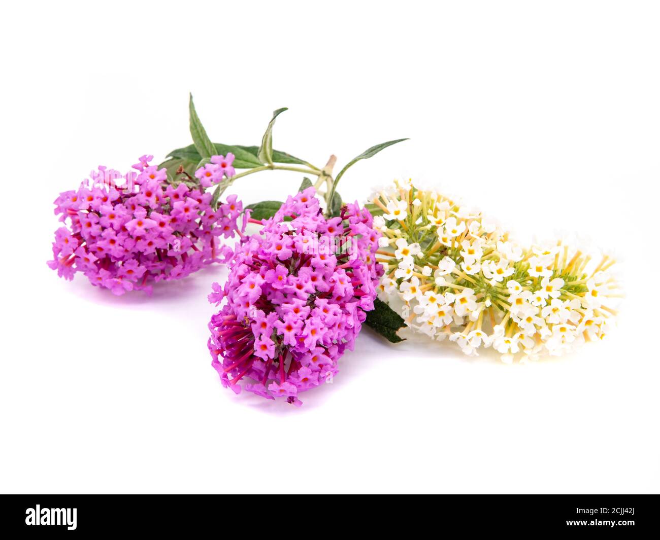 Buddleia buddleja davidii white bouquet hi-res stock photography and ...