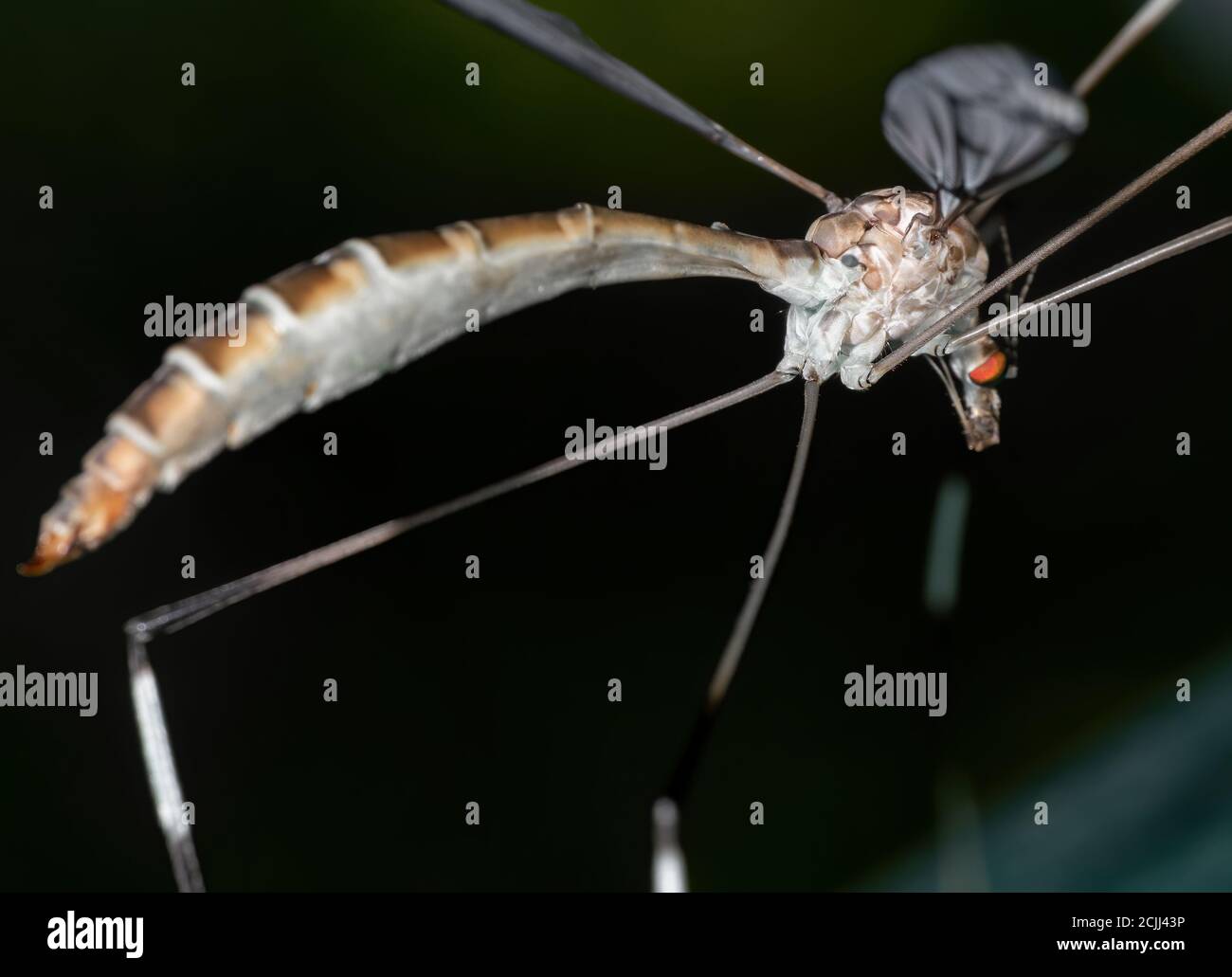 Macro Photography of Body of Crane Fly Isolated on Background Stock ...