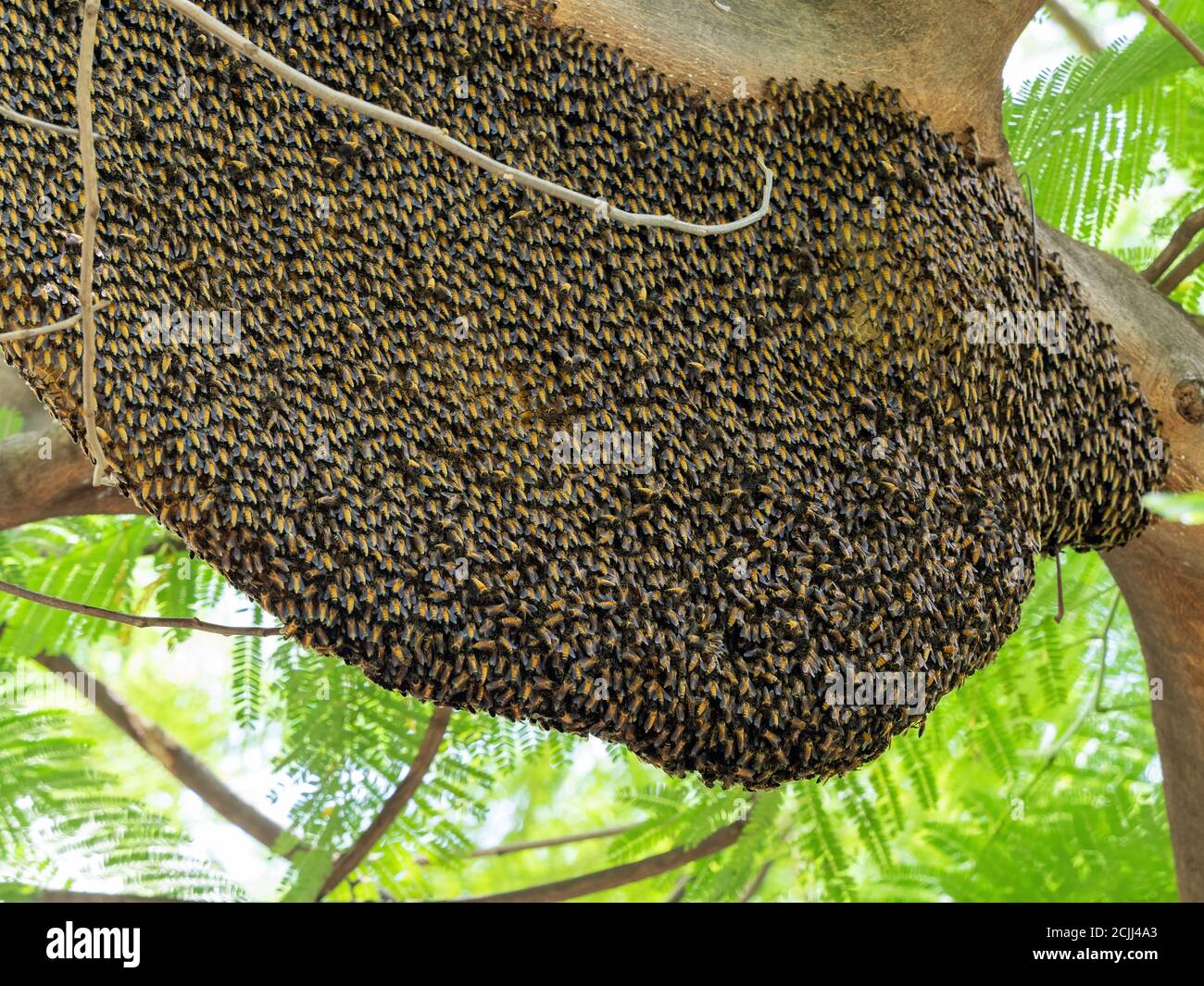 Closeup Huge Beehive of Giant Honey Bees on a Branch Stock Photo - Alamy