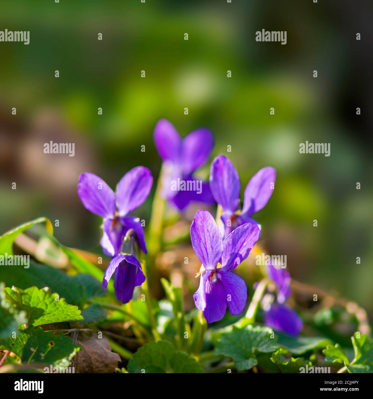 beautiful bloom of a seasonal plant in nature Stock Photo - Alamy