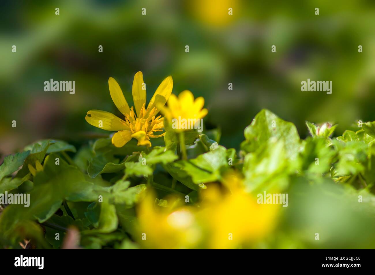 beautiful bloom of a seasonal plant in nature Stock Photo - Alamy