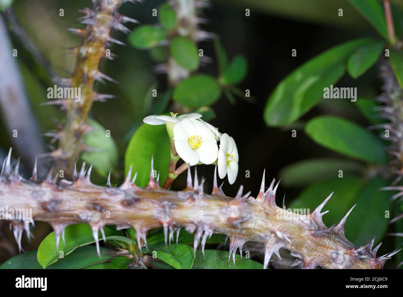 Soft focus of yellow Euphorbia flowers and prickly stem Stock Photo - Alamy