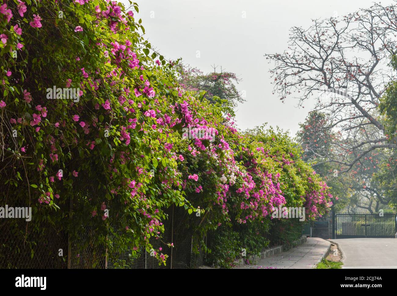 Mesmerizing flowers hi-res stock photography and images - Alamy