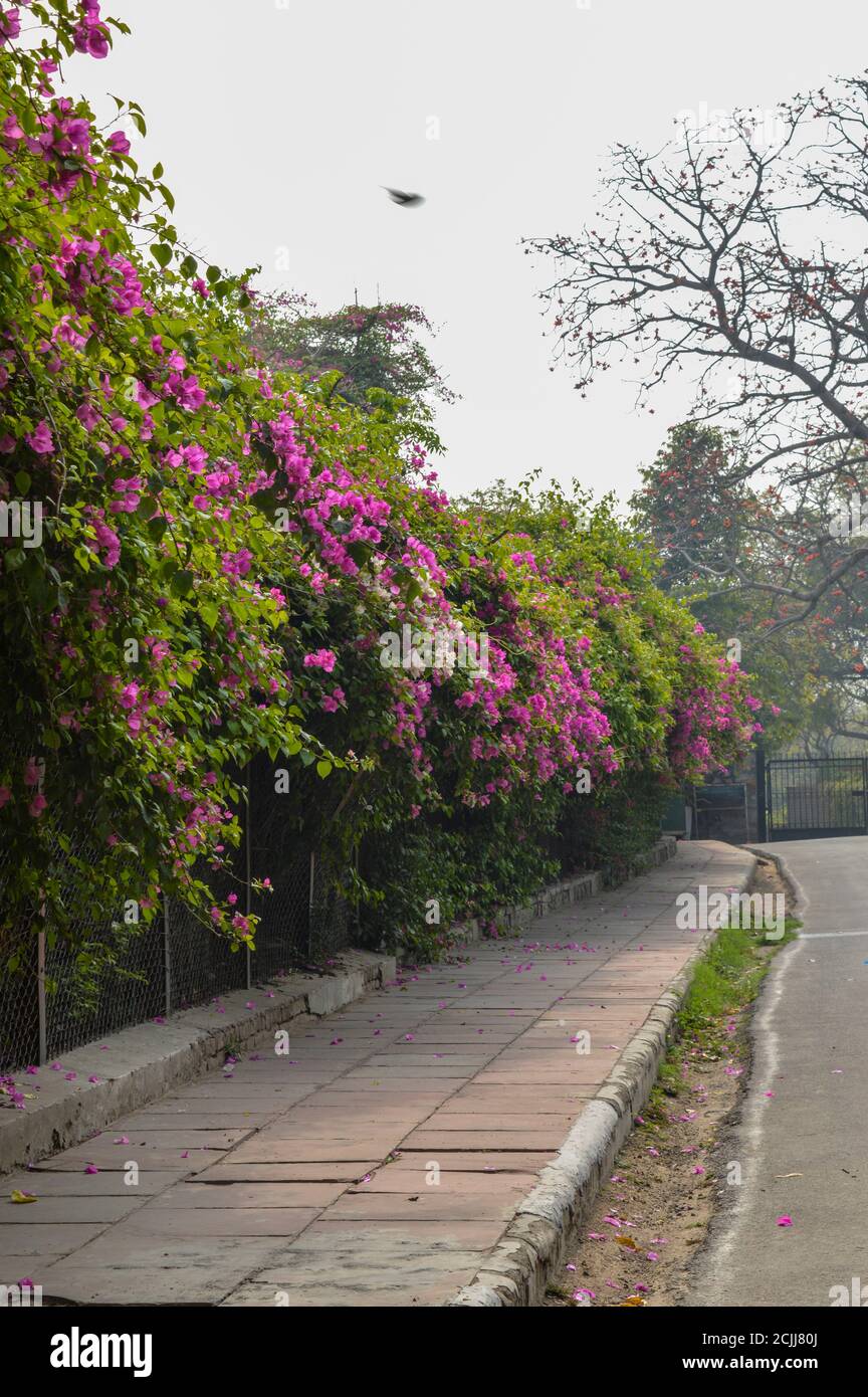 A mesmerizing view of flowers Stock Photo - Alamy