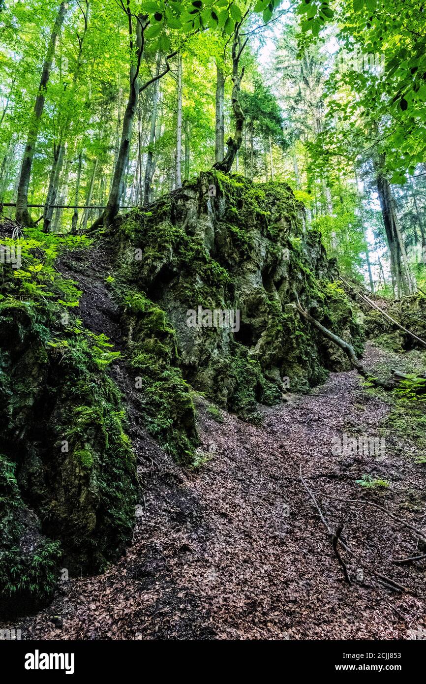 Walking snake plant hi-res stock photography and images - Alamy