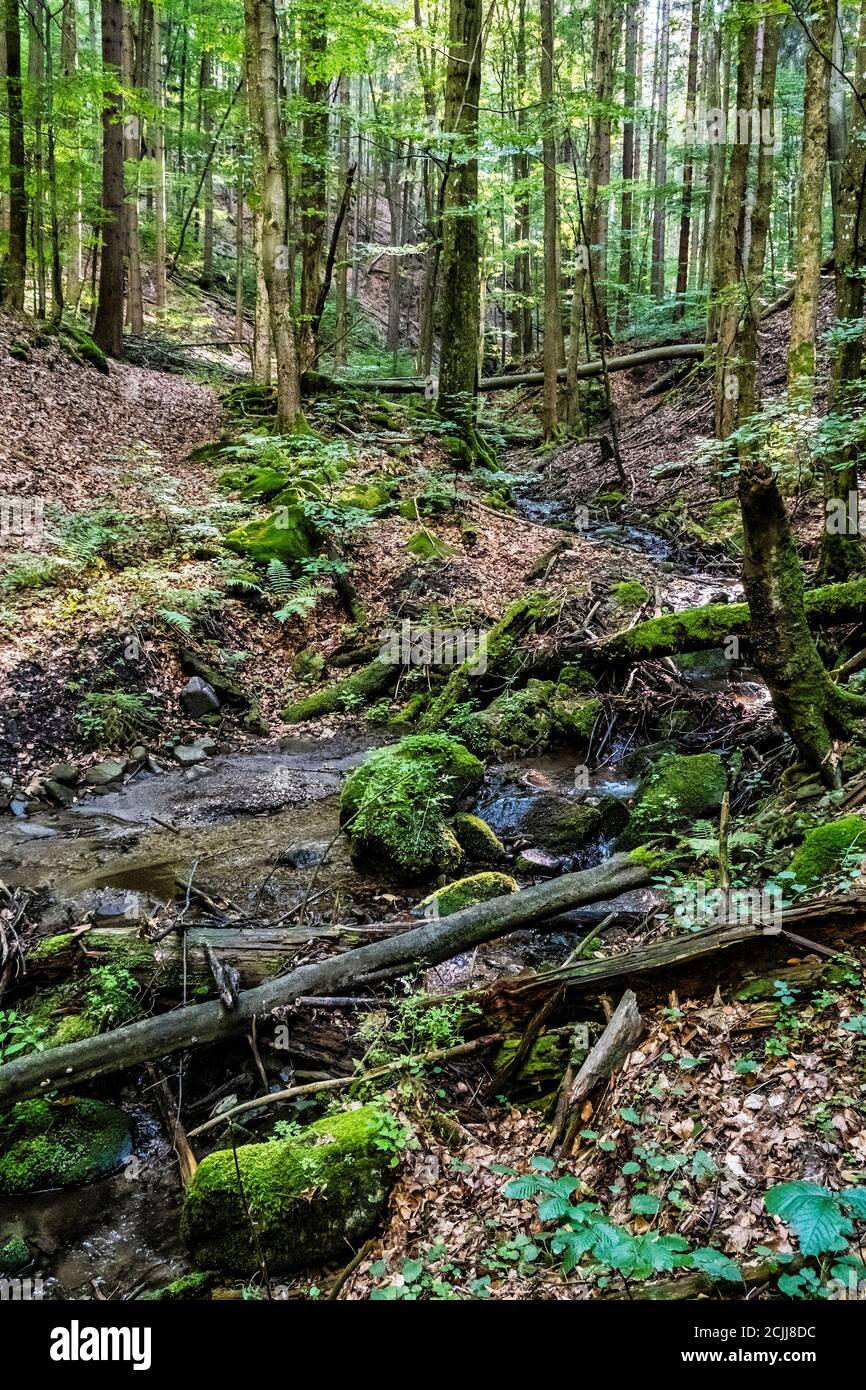 Walking snake plant hi-res stock photography and images - Alamy
