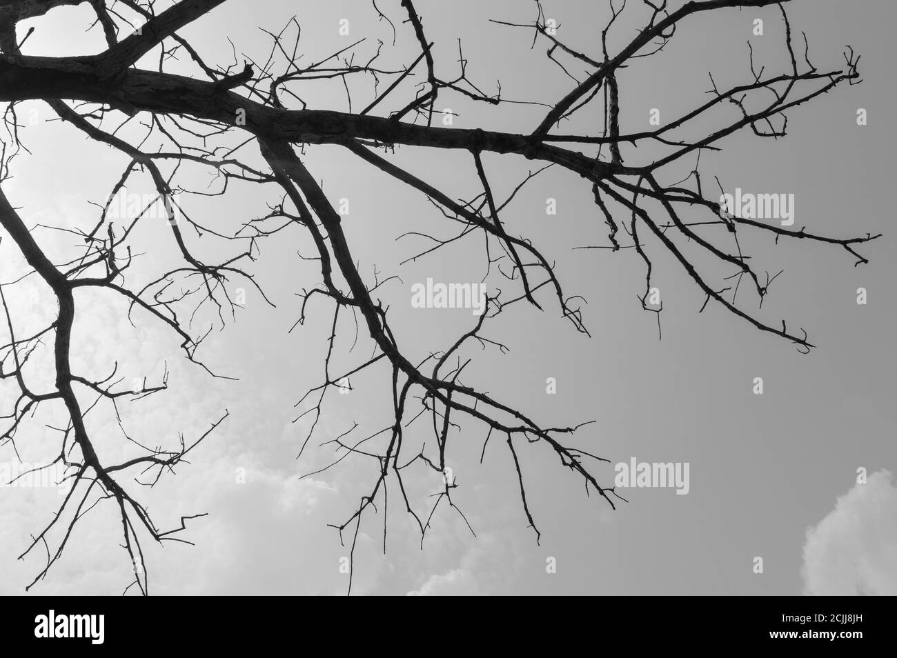 Branches of big tree create illusion with sky space for text Stock ...