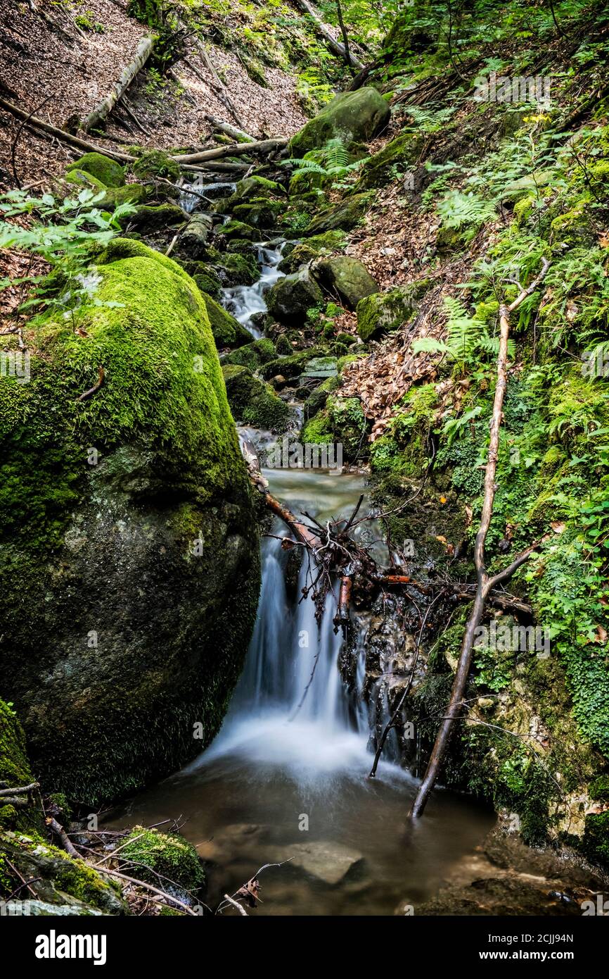 Walking snake plant hi-res stock photography and images - Alamy