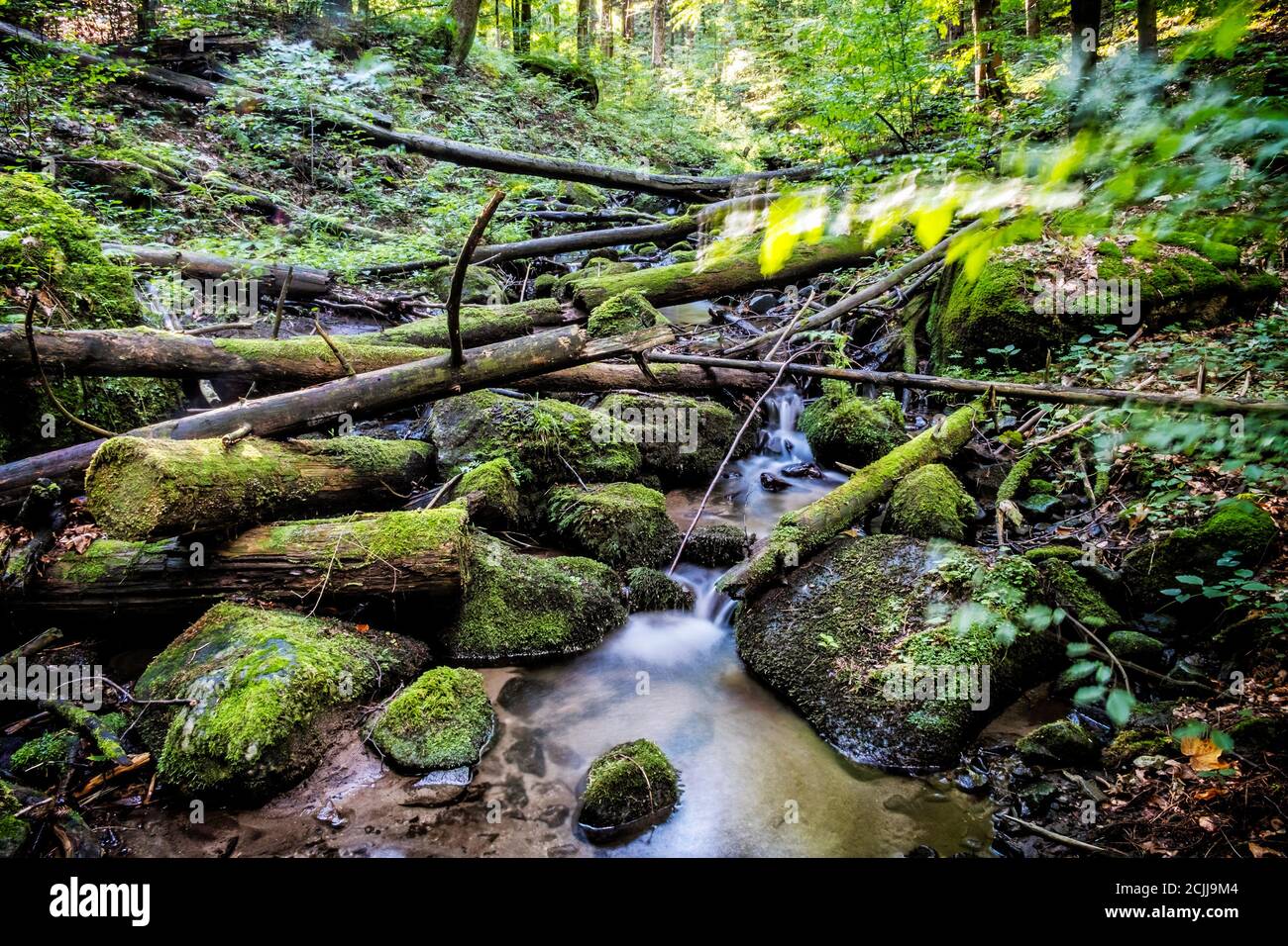 Walking snake plant hi-res stock photography and images - Alamy