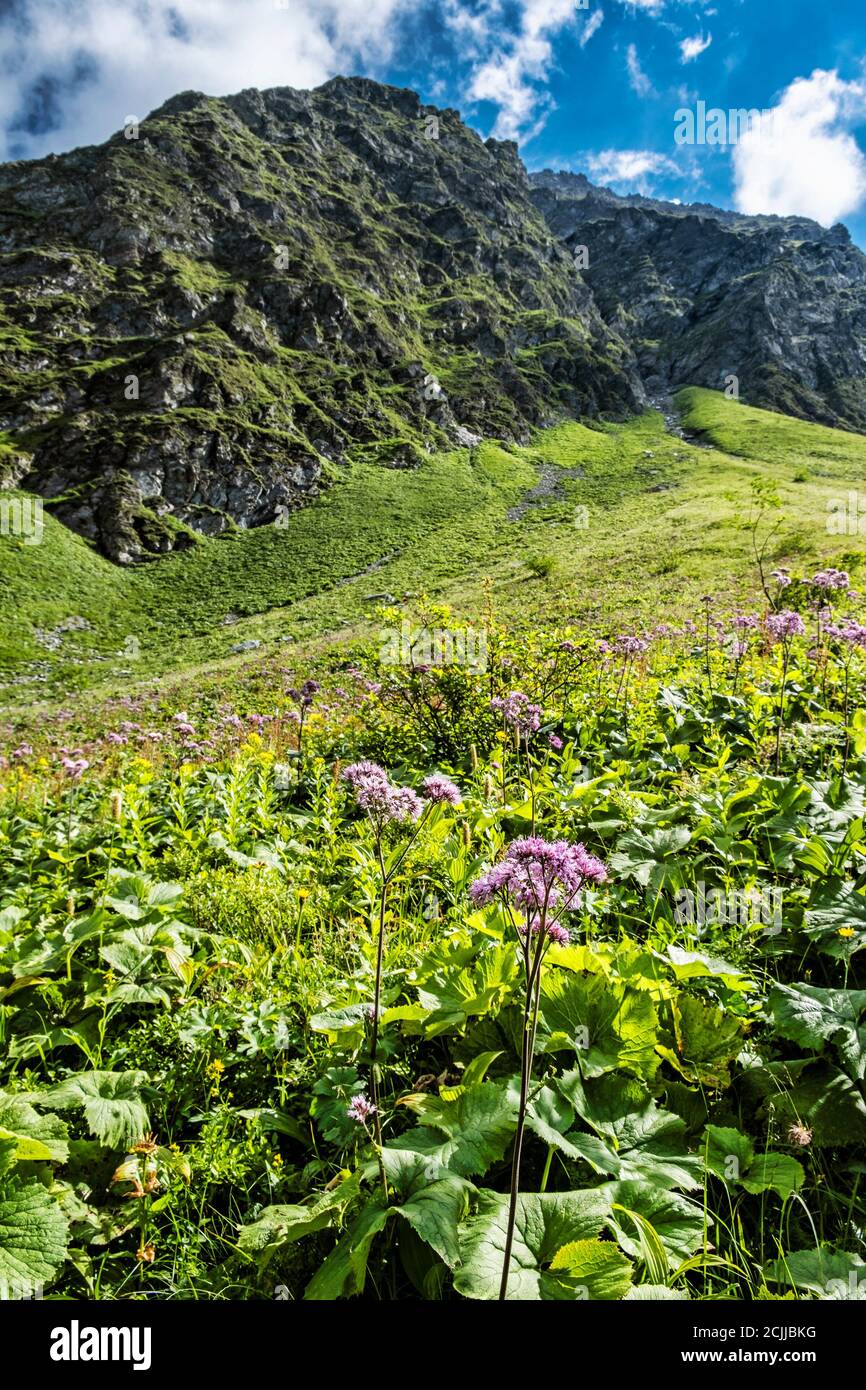 Flowering meadow, Sad valley, Western Tatras, Slovak republic. Hiking ...