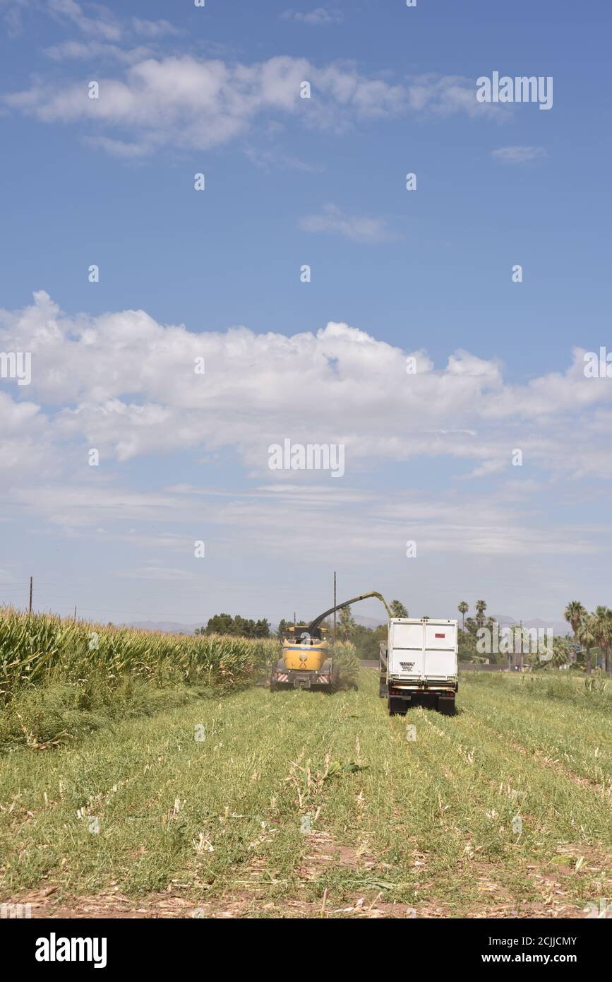 Mulching cornfield for silage hi-res stock photography and images - Alamy