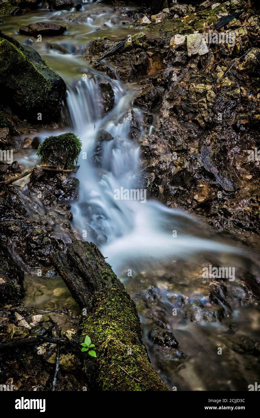 Walking snake plant hi-res stock photography and images - Alamy
