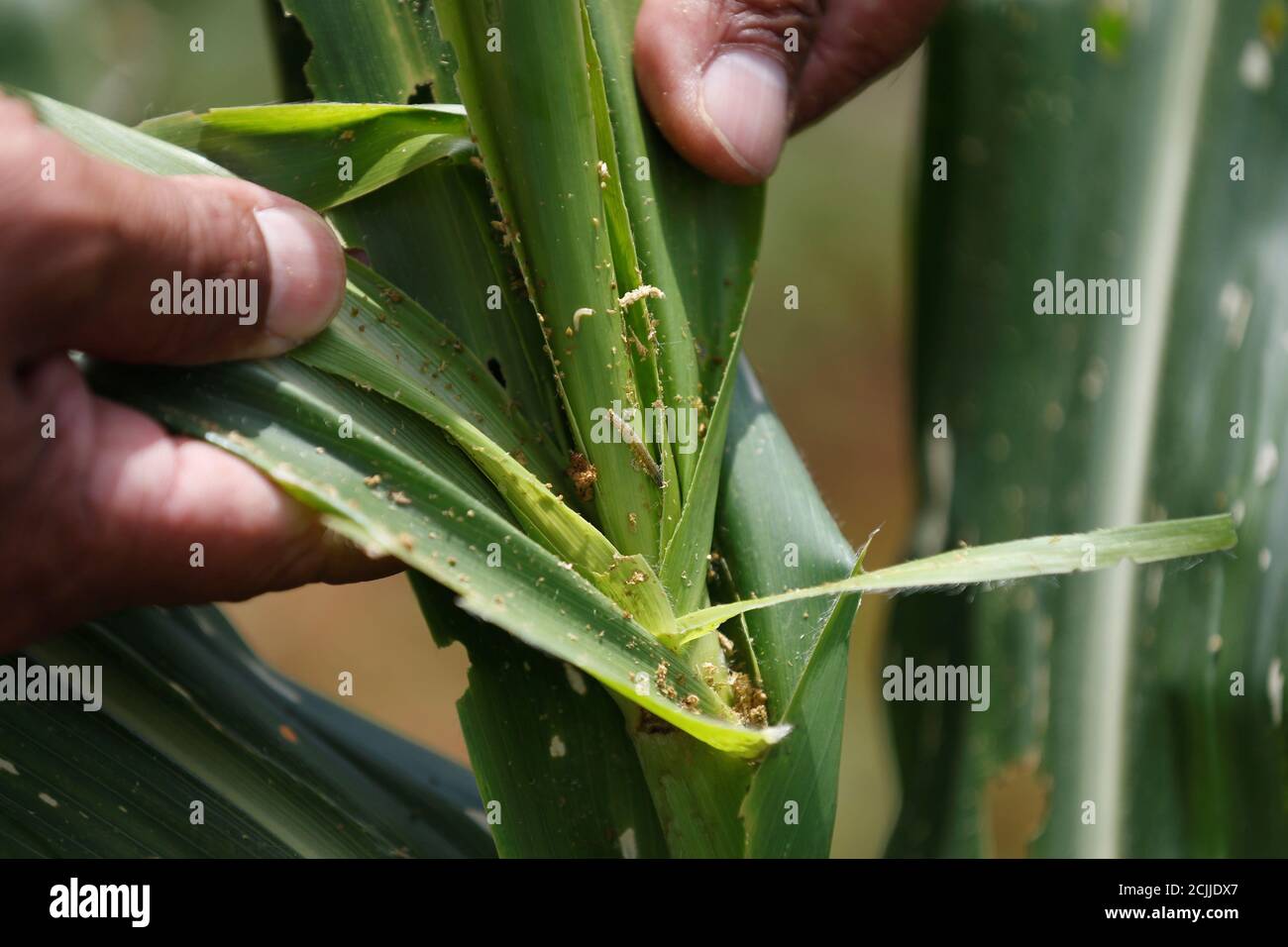 Fall armyworm maize hi-res stock photography and images - Alamy