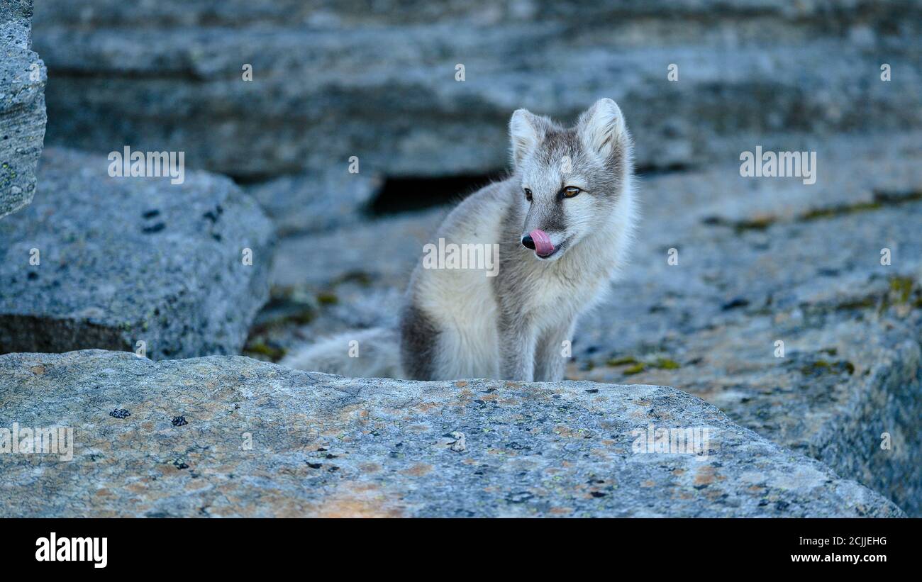 Cute wild Arctic fox cub (Vulpes lagopus) in Dovre mountains, Norway ...