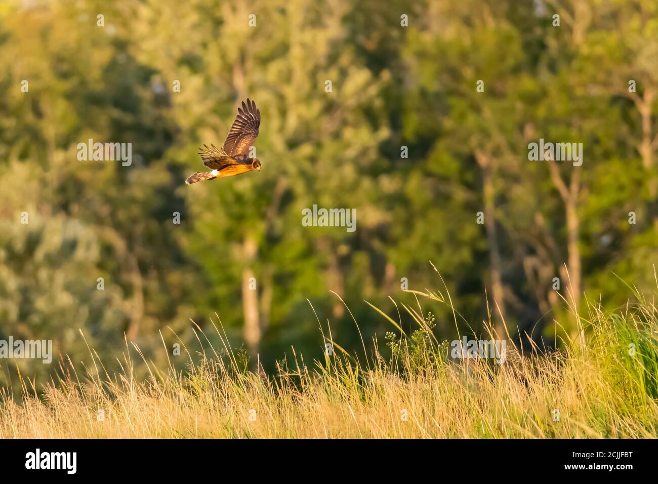 Female northern harrier hi-res stock photography and images - Alamy