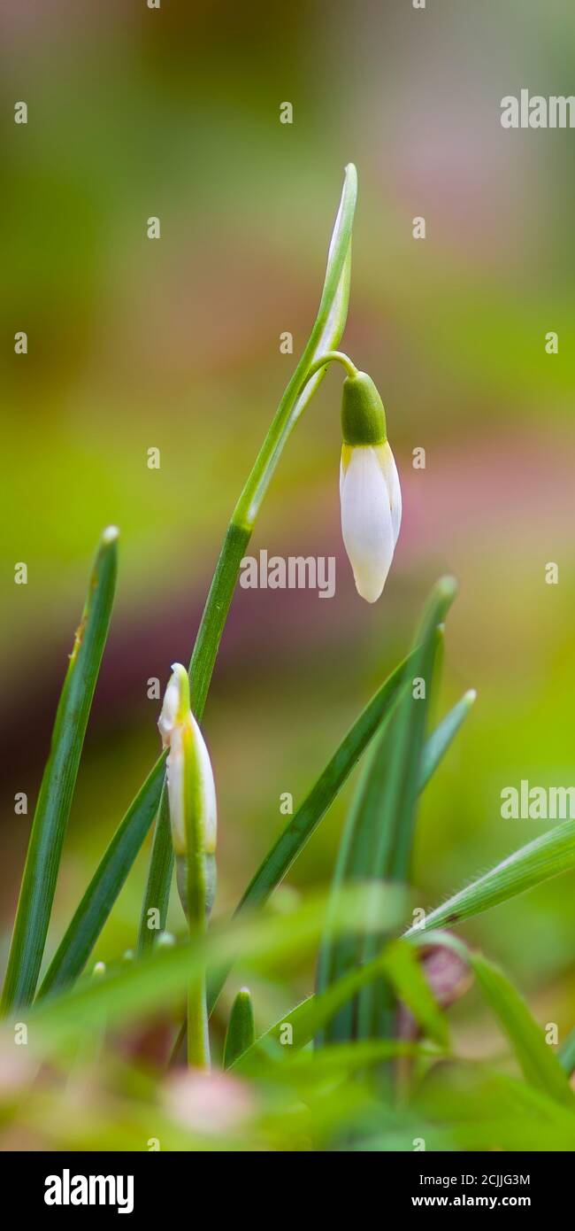 beautiful bloom of a seasonal plant in nature Stock Photo - Alamy