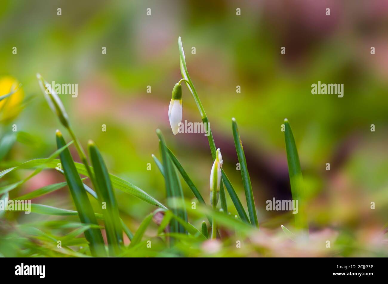 beautiful bloom of a seasonal plant in nature Stock Photo - Alamy