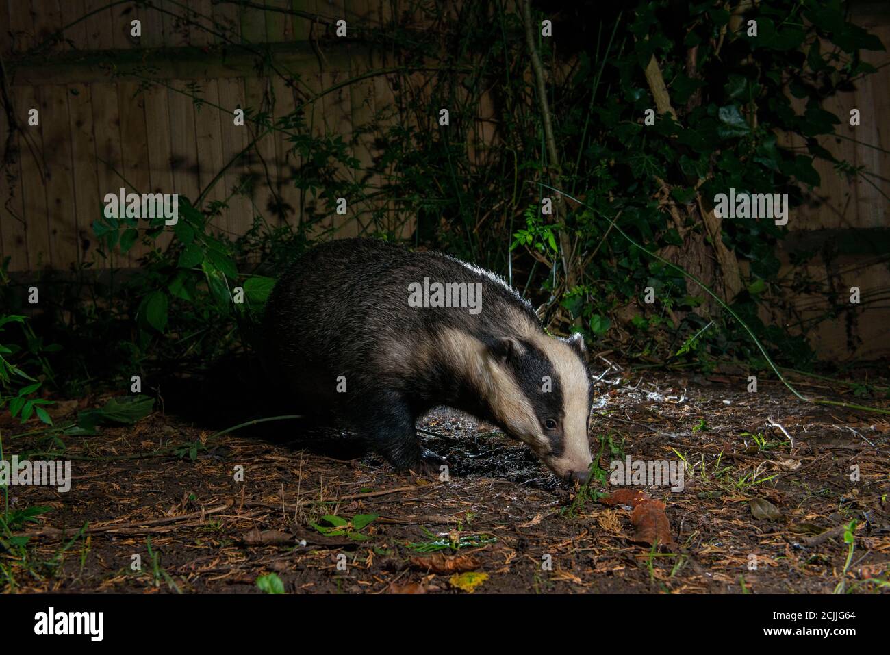 Badger night hi-res stock photography and images - Alamy