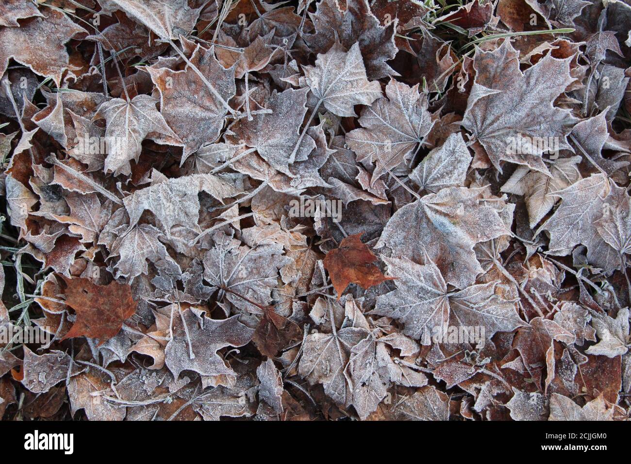 Closeup shot of autumn leaves on the ground Stock Photo - Alamy