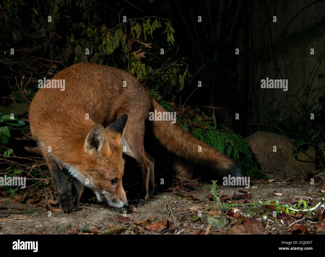 Fox at night, body curled round with mouth open eating from the ground ...