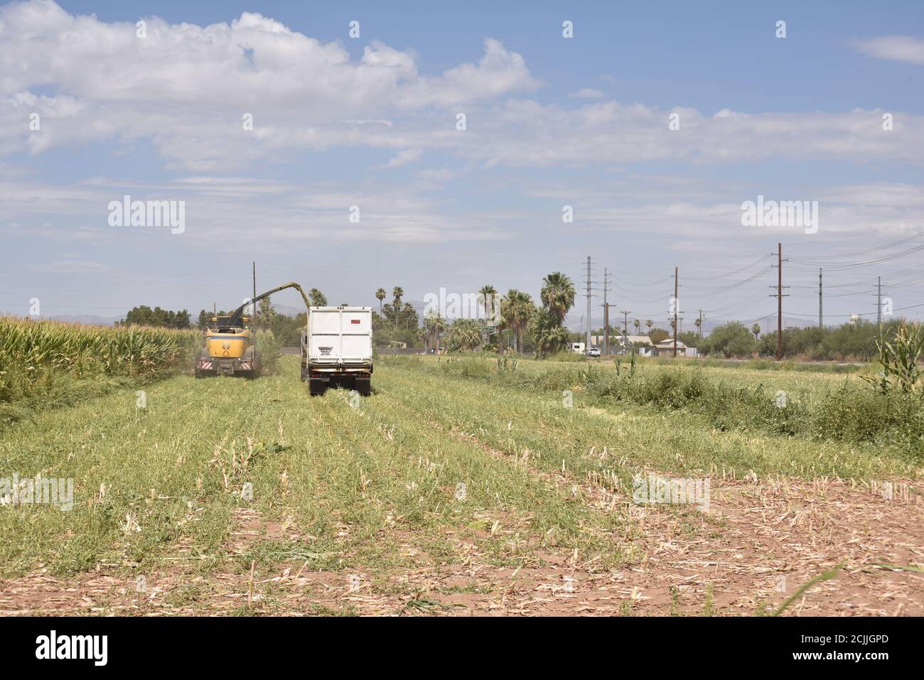 Mulching cornfield for silage hi-res stock photography and images - Alamy