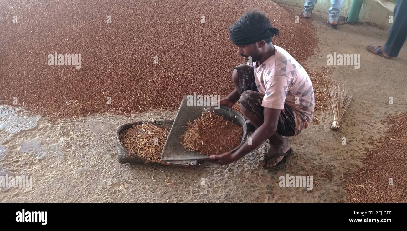 DISTRICT KATNI, INDIA - SEPTEMBER 18, 2019: Asian village farmers ...