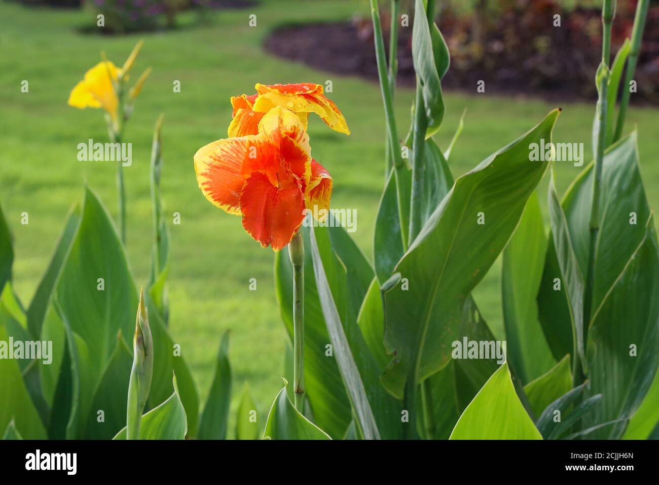 Canna bloom hi-res stock photography and images - Alamy