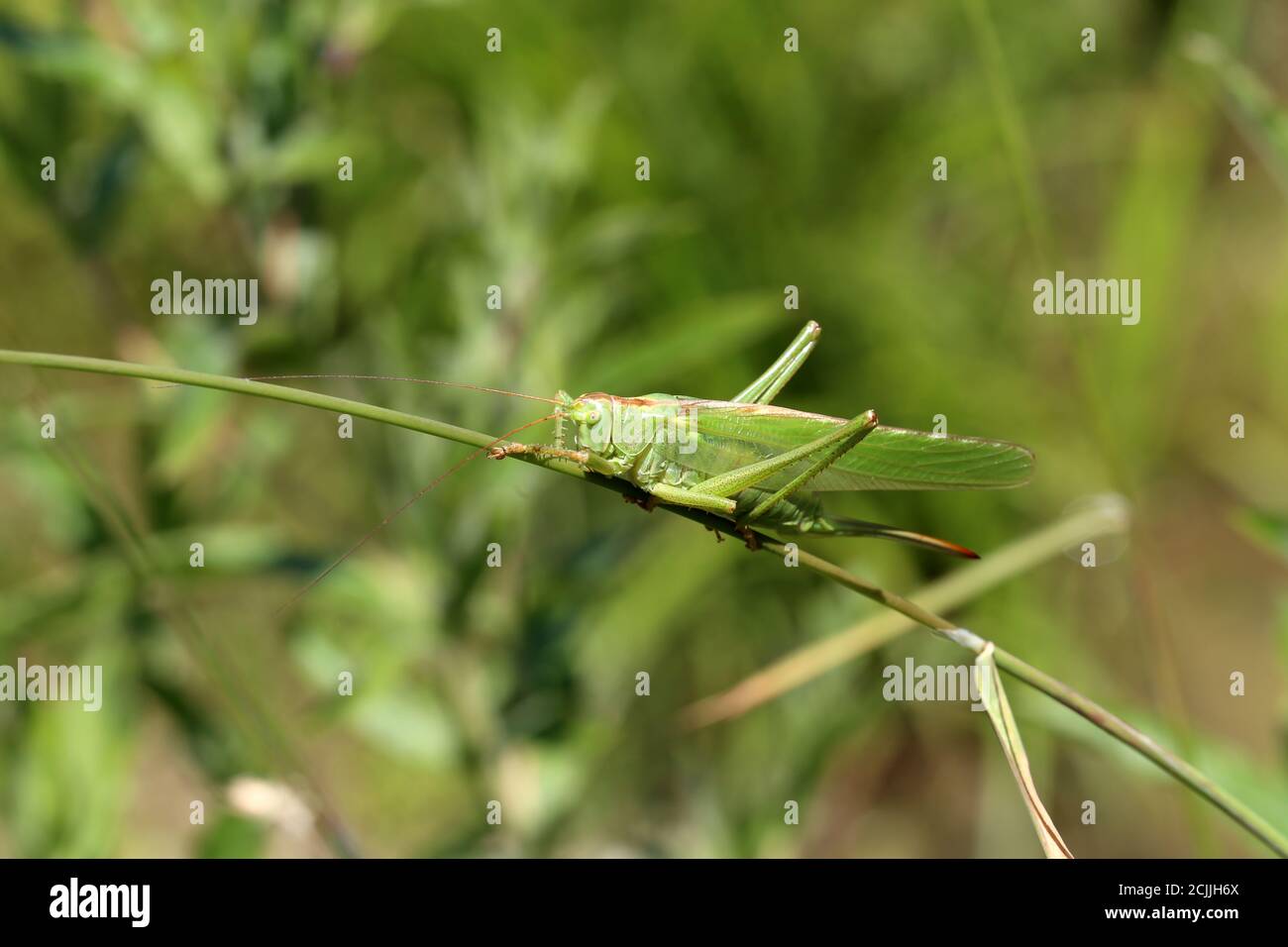Closeup od a green locust sitting on the stem of a plant Stock Photo ...
