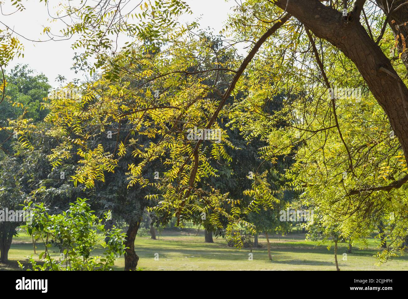 branches of tree crete pattern with sunlight Stock Photo - Alamy