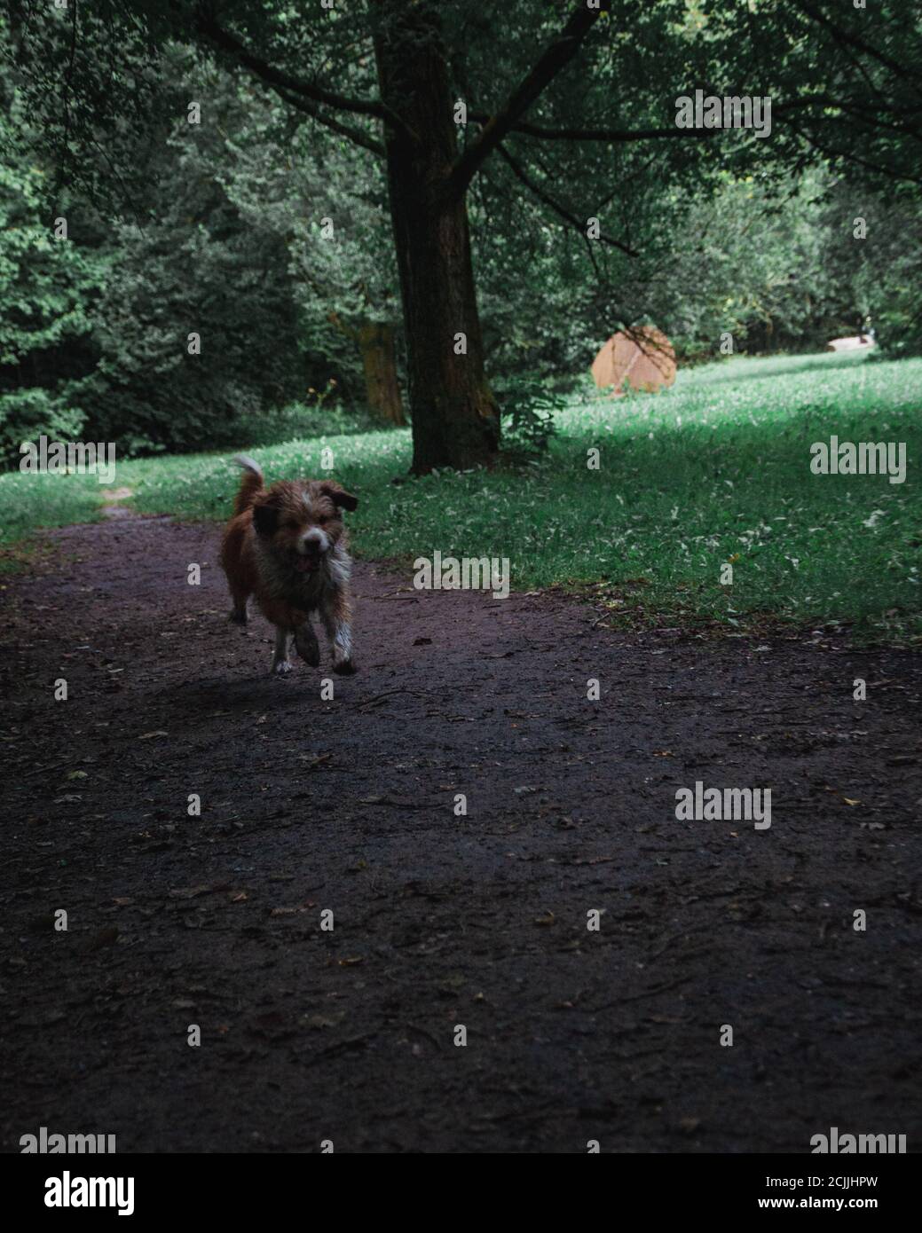 Fluffy adorable dog running in the park Stock Photo - Alamy