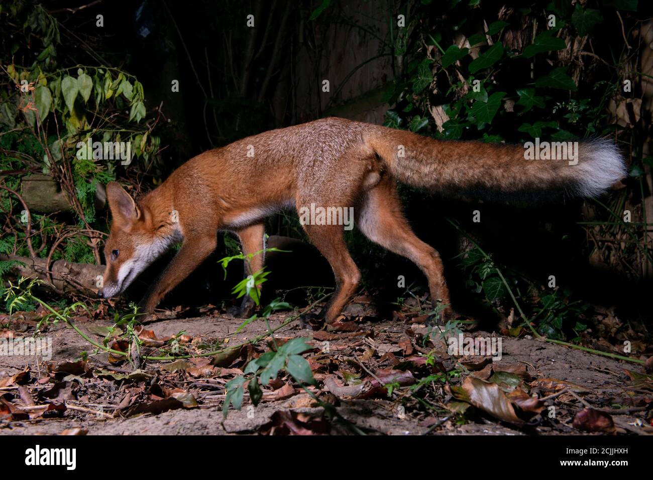 Red fox prowling hi-res stock photography and images - Alamy