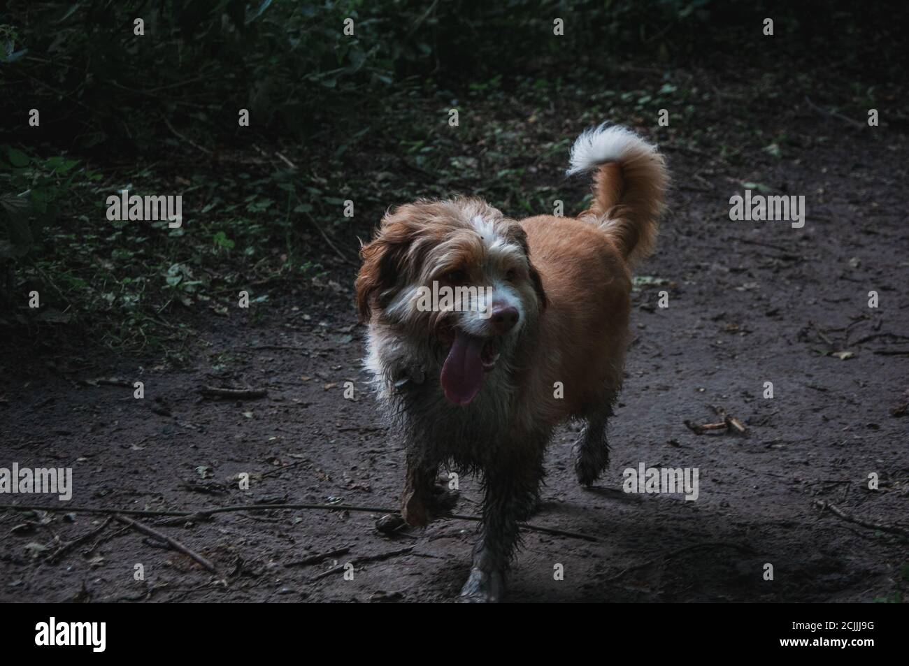 Fluffy adorable dog running in the woods Stock Photo - Alamy