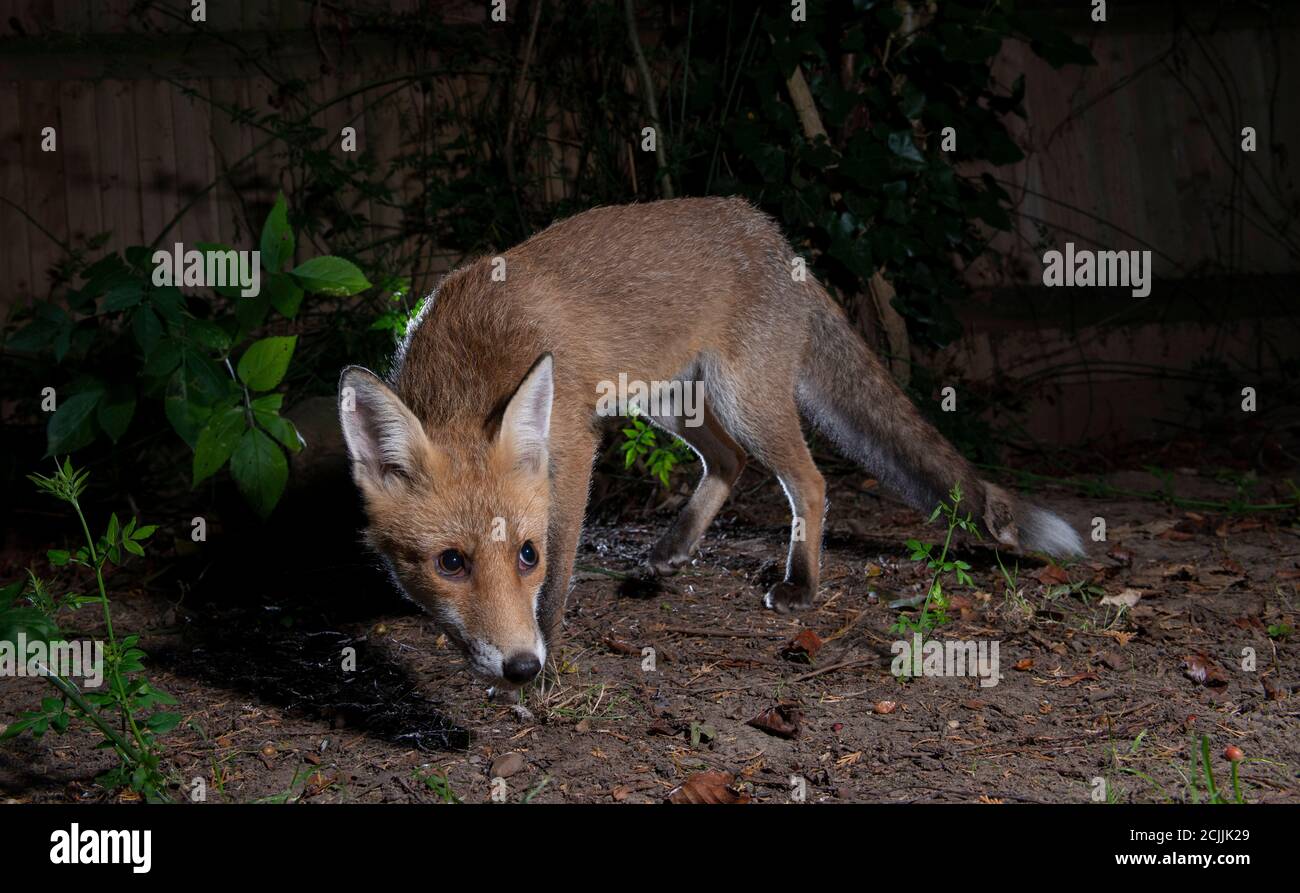 Fox at night alert and watching ahead Stock Photo - Alamy
