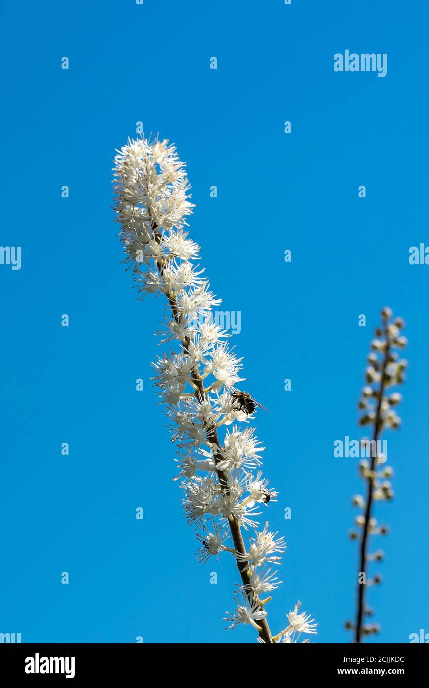 Actaea simplex 'Pritchard's Giant' a summer autumn fall clump forming ...