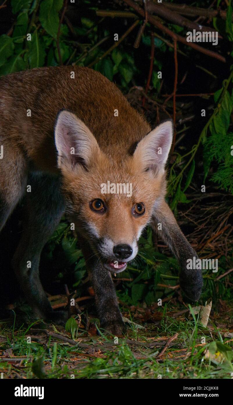 Fox at night looking ahead with mouth open Stock Photo - Alamy