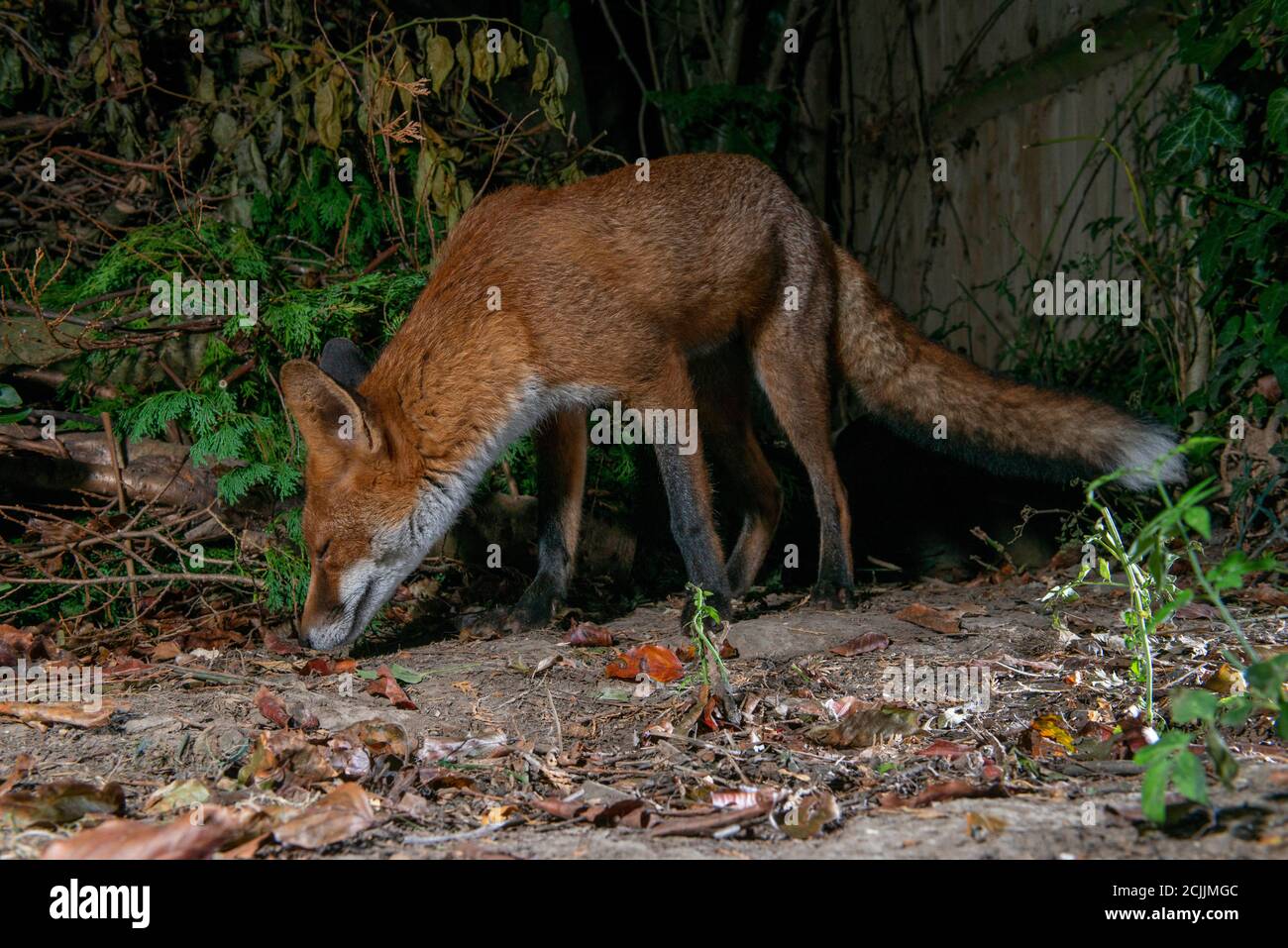 Sniffing fox hi-res stock photography and images - Alamy