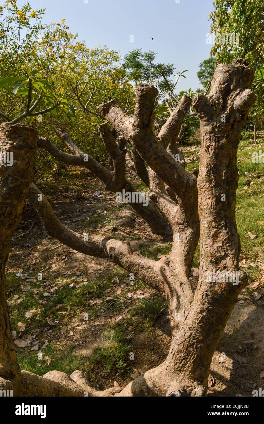 A branches of old plant create illusion Stock Photo - Alamy