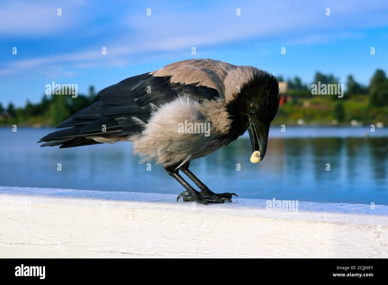 Blue and white crow hi-res stock photography and images - Alamy